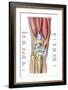 'Anatomy of Human Knee Joint' Posters | AllPosters.com