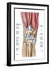 'Anatomy of Human Knee Joint' Posters | AllPosters.com