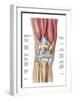 'Anatomy of Human Knee Joint' Posters | AllPosters.com