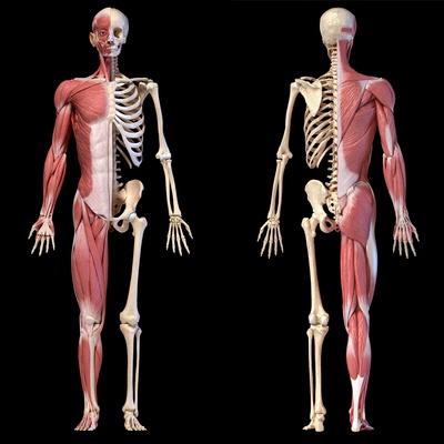 'Anatomy of human male muscular and skeletal systems, front and rear ...