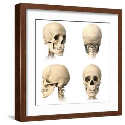 'Anatomy of Human Skull from Different Angles' Prints | AllPosters.com