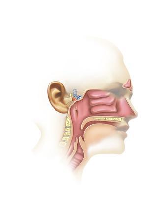 Anatomy Of Sinuses And Ears
