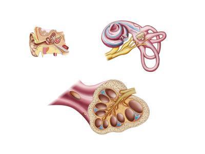 'Anatomy of the Cochlear Duct in the Human Ear' Posters | AllPosters.com