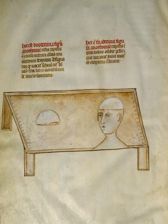 'Anatomy: Skulls (Man's Brain) - 14Th Cent. Manuscript' Giclee Print ...