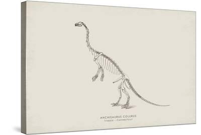 'Anchisaurus' Stretched Canvas Print - The Vintage Collection ...