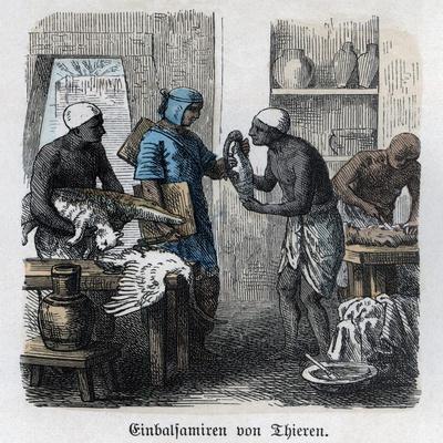 Ancient History. Egypt. Embalming of animals. German engraving, 1865 ...