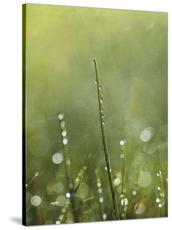 'Dew' Stretched Canvas Print - Andreas Stridsberg | AllPosters.com
