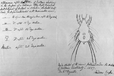 'Folklore, Insects' Poster - Andrew Crosse | AllPosters.com