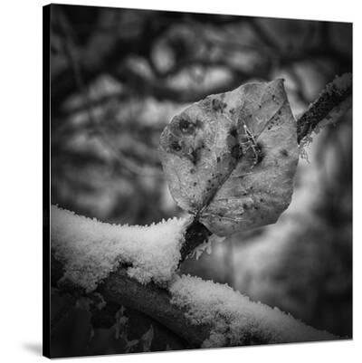 Frozen Still Stretched Canvas Print - Andrew Geiger | AllPosters.com