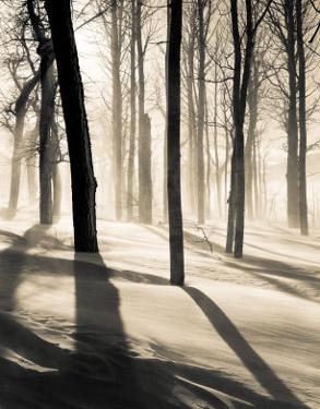 Andrew Geiger Posters, Prints, Paintings & Wall Art | AllPosters.com