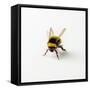 Bumblebee Isolated on the White Background Photographic Print - Andrey ...