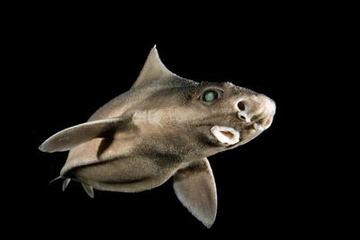'Angular Roughshark (Oxynotus Centrina) A Deepsea Species Living At 80 ...