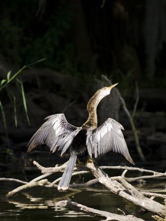 'Anhinga (Anhinga Anhinga), Everglades, UNESCO World Heritage Site ...
