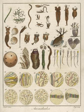 '"Animacules," Microscopic Creatures as Seen Under a Microscope' Prints ...