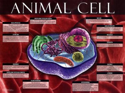 Biology Posters at AllPosters.com