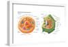'Animal Cells, Plant Cells, Eukaryotes, Biology' Prints - Encyclopaedia ...