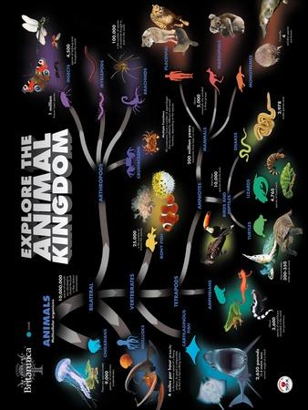 'Animal Kingdom Chain of Survival' Prints - Encyclopaedia Britannica ...