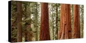 'USA, California, Sequoia National Park, Panoramic view of giant ...