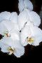 'Orchid Study' Photographic Print - Anna Miller | AllPosters.com