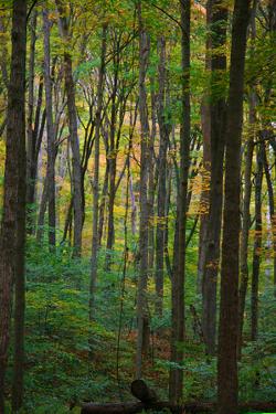 Deciduous Forests (Color Photography) Posters, Prints, Paintings & Wall ...