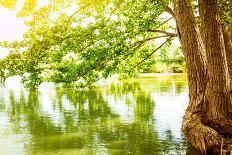 'Picture of Beautiful Orange Sunset in Olive Trees Garden' Photographic ...