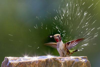 'Anna's Hummingbird Taking a Shower, Santa Cruz, California, USA ...