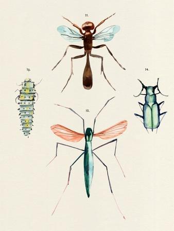 'Insect Varieties III' Poster - Annie Warren | AllPosters.com