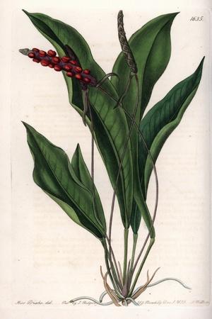 'Anthurium Gracile - Engraved Board by S.Watts, from an Illustration by ...