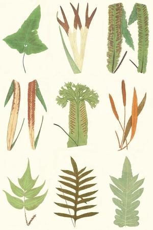 'Antique Fern Chart' Prints - Vision Studio | AllPosters.com