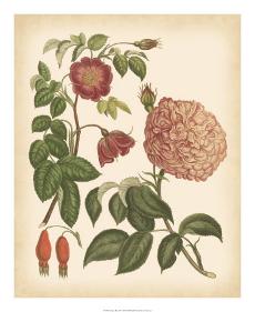 'Antique Rose IV' Giclee Print | AllPosters.com