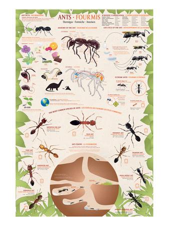 'Ants' Prints | AllPosters.com