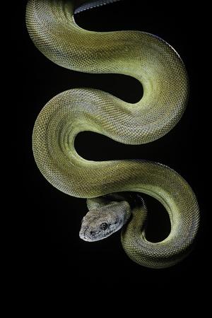 'Apodora Papuana (Papuan Python)' Photographic Print - Paul Starosta ...