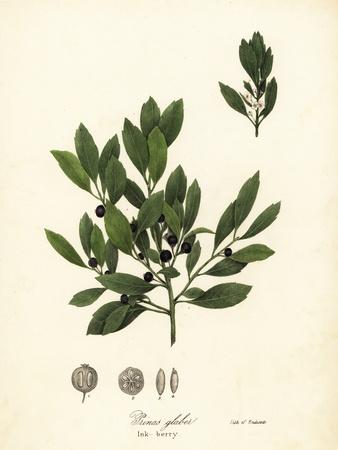 'Appalachian Tea, Dye-Leaves, Evergreen Winterberry, Gallberry and ...