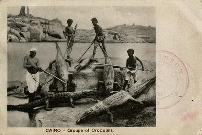 'Arab Men with Crocodiles, Cairo, Egypt' Photographic Print ...