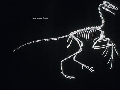 'Archaeopteryx Skeleton, Dinosaurs' Posters - Encyclopaedia Britannica ...