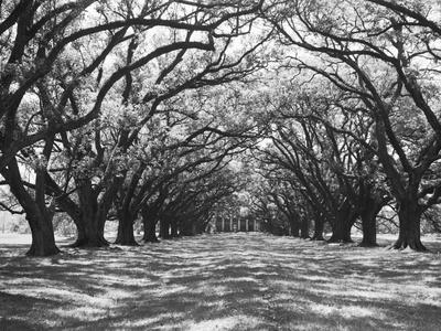 'Arched Path of Trees on Plantation Site' Photographic Print - Philip ...