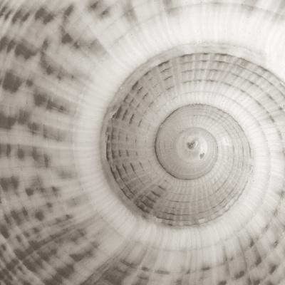 'Architect Shell - Study' Giclee Print - Ben Wood | AllPosters.com