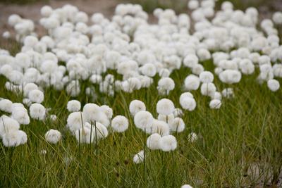 Cotton Grass Arctic