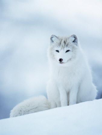 'Arctic Fox Male Portrait, Norway' Photographic Print - Pete Cairns ...