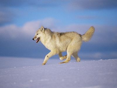 'Arctic Grey Wolf, Running Through Snow, USA' Photographic Print - Lynn ...