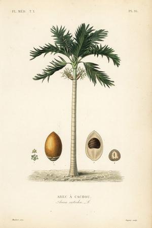 'Areca Nut Palm Tree, Areca Catechu, Arec a Cachou' Giclee Print ...