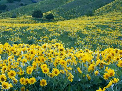 'Arrowleaf Balsamroot in Bloom, Foothills of Bear River Range Above ...