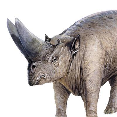 'Arsinoitherium' Photographic Print | AllPosters.com