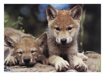 'Spring Wolf Pups' Posters - Art Wolfe | AllPosters.com