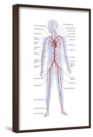 'Arteries and Veins' Posters - Encyclopaedia Britannica | AllPosters.com