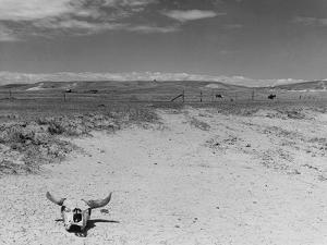 Arthur Rothstein Posters, Prints, Paintings & Wall Art | AllPosters.com