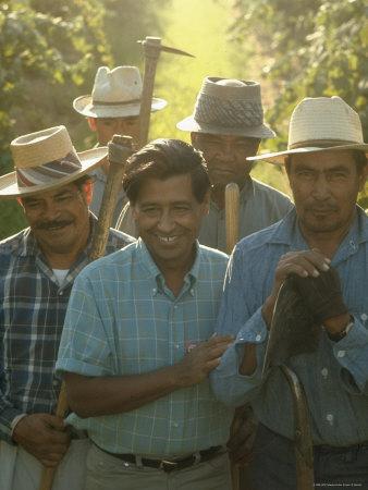 'United Farm Workers Leader Cesar Chavez Standing in a Vineyard During ...