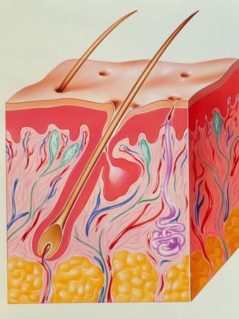 'Artwork of a Section Through Human Skin' Photographic Print - John ...