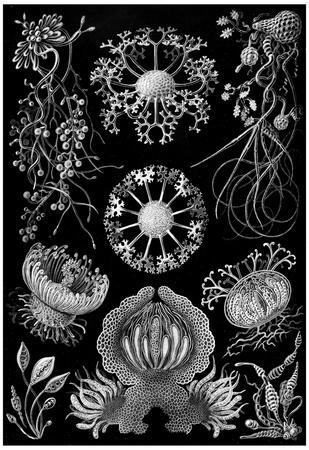 'Ascomycetes Nature Art Print Poster by Ernst Haeckel' Posters ...