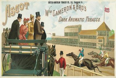 'Ascot Brand Tobacco Label' Posters - Lantern Press | AllPosters.com
